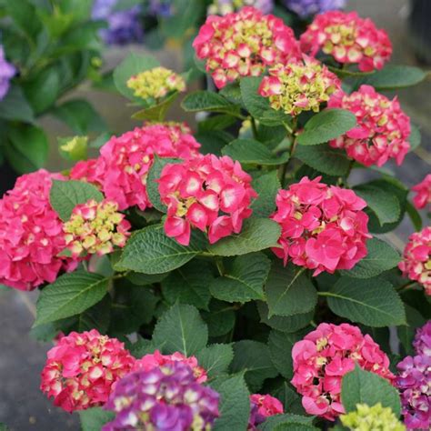 Bigleaf Hydrangeas Proven Winners Colorchoice Flowering Shrubs