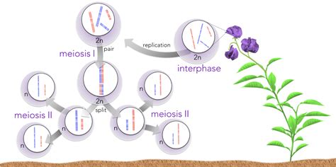 E Chapter Beyond Mendel The Chromosomal Theory Of Inheritance — The