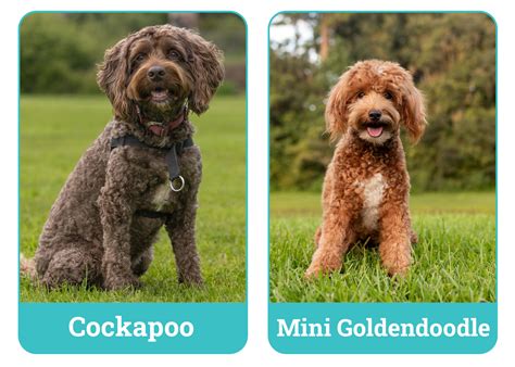 Cockapoo Vs Mini Goldendoodle The Differences With Pictures Dogster