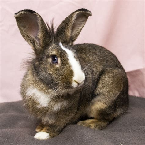 Meet Our Next Fluffr Star Saturn Looking For Love So Is Saturn And