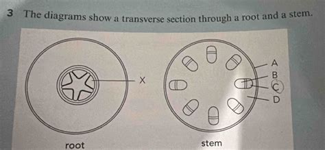 Solved 3 The Diagrams Show A Transverse Section Through A Root And A