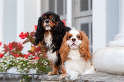 9 Cavalier King Charles Spaniel Colors With Pictures