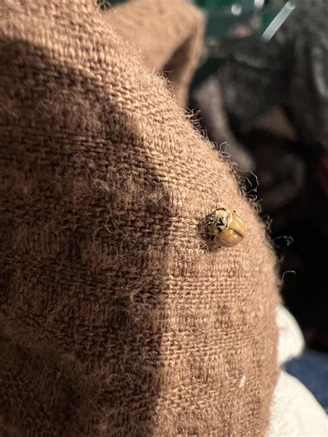 Who Is This Little Guy Very Smol In Inverness Scotland R