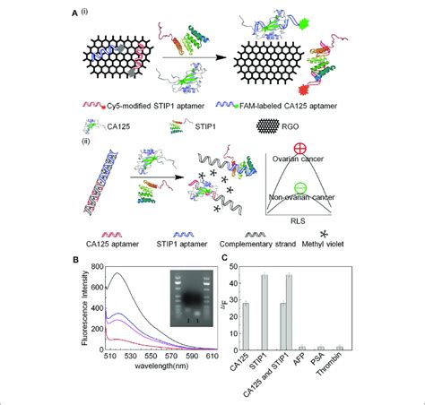 Schematic Illustration Of Aptamer Detection Of Ca125 And Stip1 A