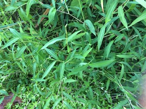 Japanese Stiltgrass Weed Killer At Luke Earsman Blog