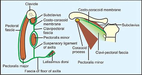 Costocoracoid Membrane