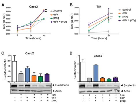 A Direct Effect Of Sex Hormones On Epithelial Barrier Function In