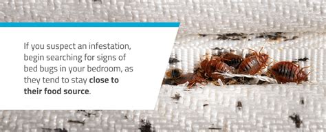23 Bed Bug Faqs Youre Itching To Ask Pestech Pest Control And
