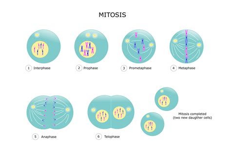 What Is Mitosis Live Science