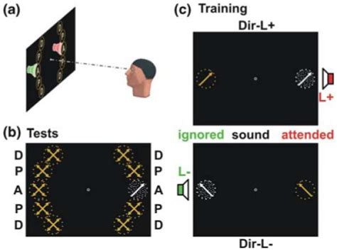 Specificity Of Auditory Guided Visual Perceptual Learning Suggests Crossmodal Plasticity In
