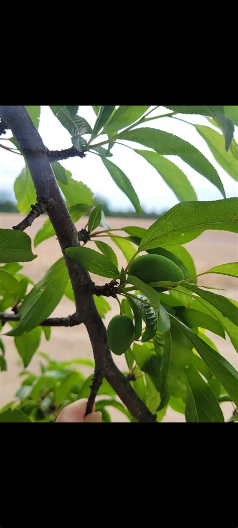 10 Chickasaw Plum Stem Cuttings Etsy