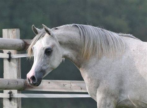 Gregor Aymar Wh Justice Offspring Collection