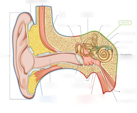 Ear Anatomy Labeling Diagram Quizlet