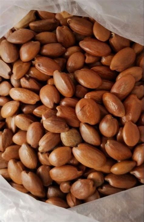 Dried Molasses Tree Seed For Agriculture Packaging Type Loose At