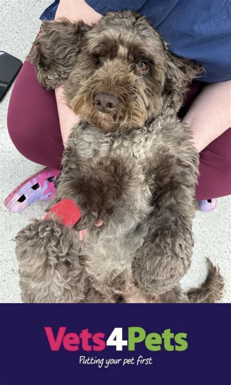 Vets Hugo The Cockapoo Loving A Cuddle But Hes Not So Keen On Having Someone Clean His Ears