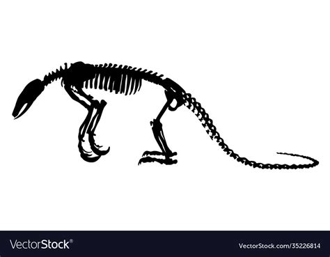 Anteater Skeleton