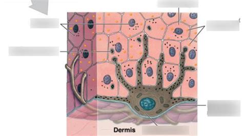 Cells Diagram Diagram Quizlet