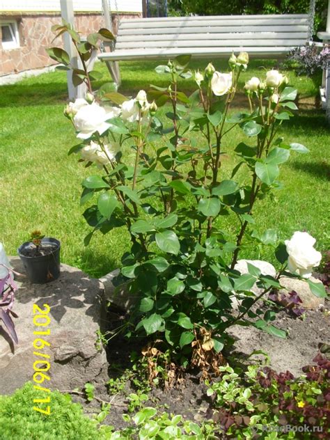 Галерея Mariangela Melato Baie Des Anges Barmel Энциклопедия роз