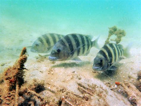 Disturbing Fish With Human Teeth