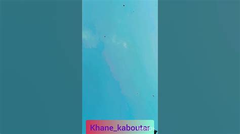 عشق کنید با پرواز قشنگ کبوتران Youtube