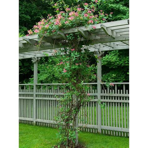Lonicera X Heckrottii Gold Flame White Flower Farm