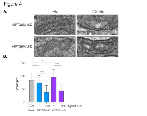 Mitochondrial Cristae Density Decreases Significantly Upon Chch Domain