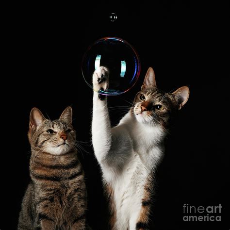 Two Cats Playing