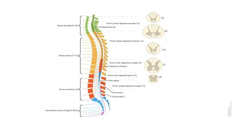 Médula Espinal Diagramas Anatomía Normal E Anatomy