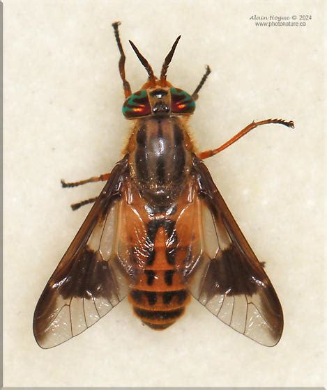 Chrysops Montanus Bugguidenet