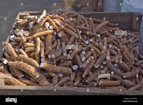 Cassava Manihot Esculenta Yuca Mogo Or Mandioca Is A Woody Shrub Of