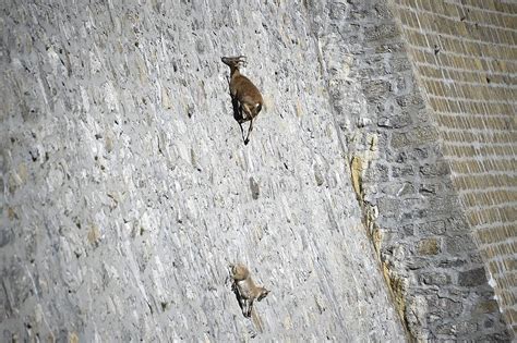 The Dam Climbing Alpine Ibex Amusing Planet