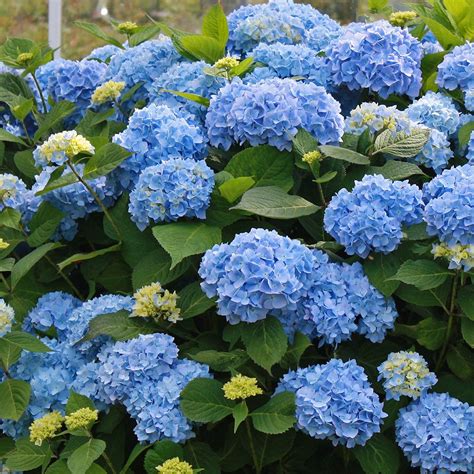 Mophead Hydrangea Colors