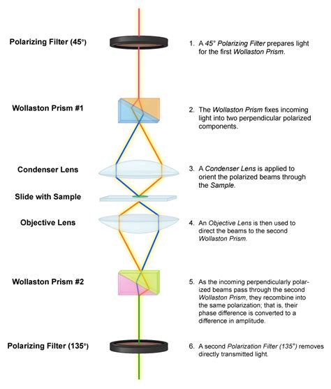 What Is The Maximum Resolution And Magnification Of A Light Microscope