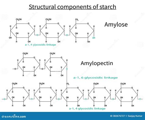Structural Formula Of Amylopectin Starch Digestion Structure
