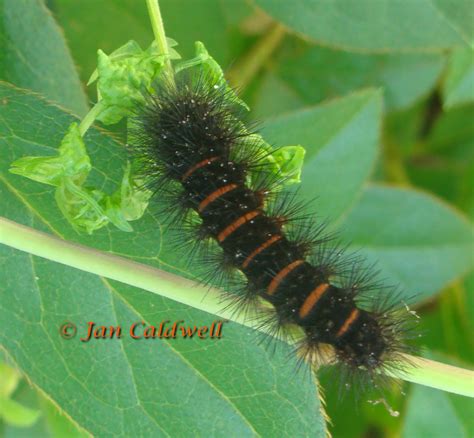 Great Leopard Moth Hypercompe Scribonia Stoll 1790 Butterflies And