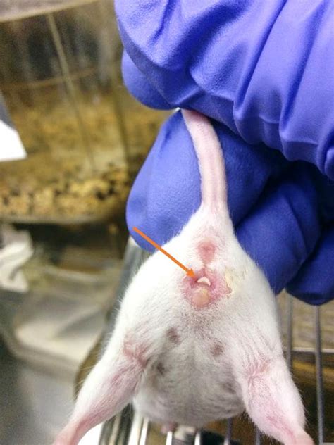 The Assessment Of Beta Cell Mass During Gestational Life In The Mouse