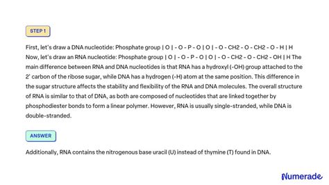 Solved Draw An Rna Nucleotide And A Dna Nucleotide Highlighting The