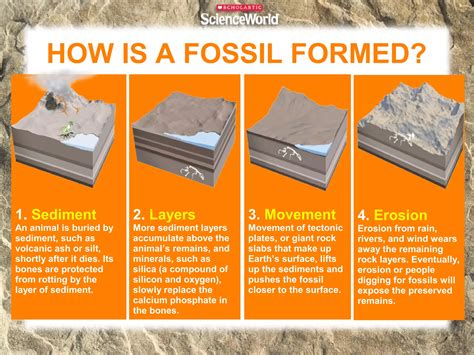 Fossils Ppt