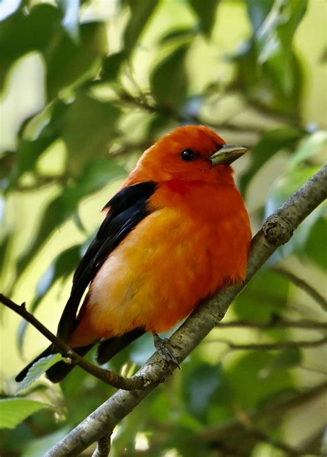 Scarlet Tanager The Connecticut Audubon Society