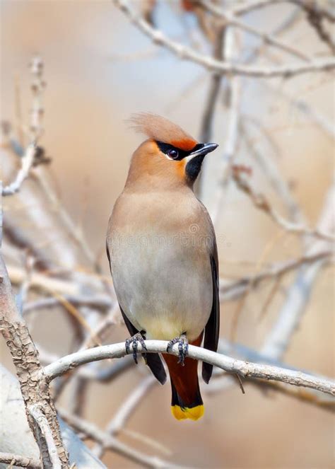 Bohemian Waxwing Bird Wallpapers Cedar Waxwing Bird · Free Stock