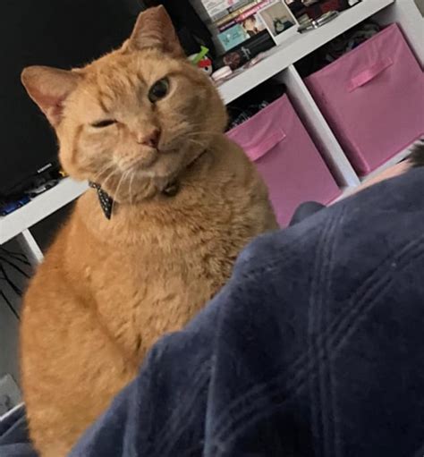 My Cat Learned How To Wink R Cats