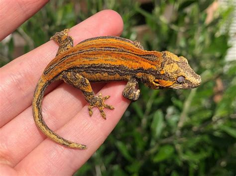 Kweek 2021 From Ashes Exotics