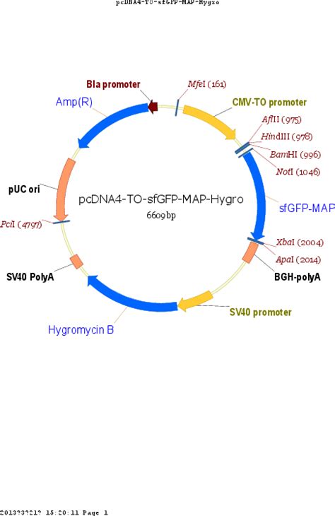 Addgene Pcdna4 To Hygromycin Sfgfp Map