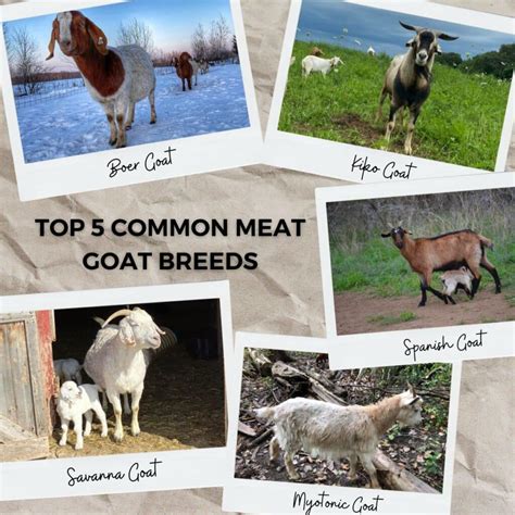 Characteristics Of Meat Goat Breeds At Jamie Gibb Blog