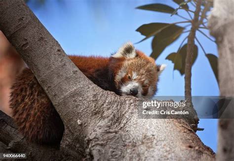 Red Panda Sleeping Photos And Premium High Res Pictures Getty Images
