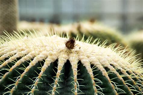 Premium Photo Close Up Of Bee On Grass