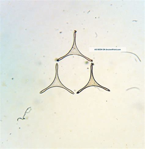 Pair Diatom Microscope Slides By Cole And Watson