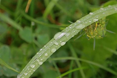 Grass Blade Of Raindrops Free Photo On Pixabay