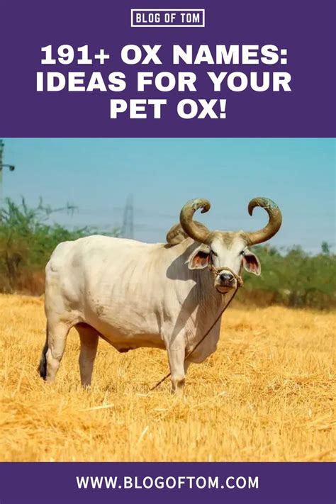 Ox Names Ideas For Your Pet Ox Biblical Names Cool Names Pets