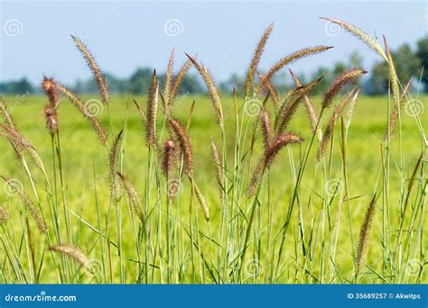 Purple Fountain Grass Scientific Name Pennisetum Setaceum Royalty Free